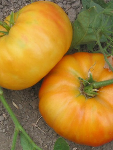 Rosii Yellowstone (60 seminte), seminte de rosii galbene carnoase si ...