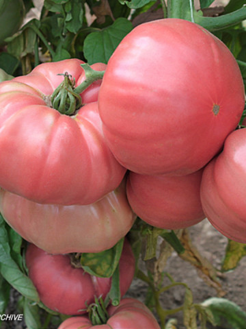 Roze de Gradina Gigant (150 seminte) de rosii roz de gradina Rozov ...