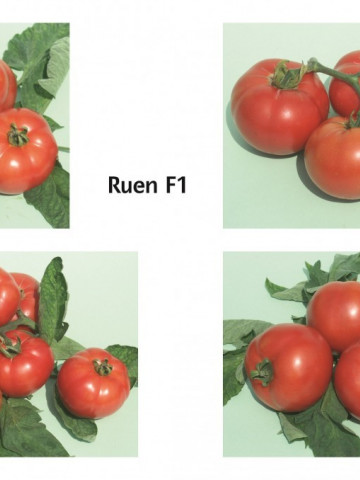 Ruen F1 50 seminte de rosii bulgaresti profesionale, GeosemSelect Bulgaria