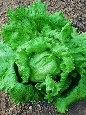 Salata Great Lakes (12.000 seminte) salata iceberg capatana mare ...