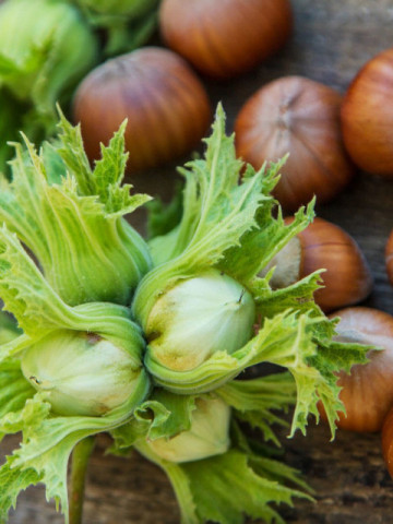 Alun Uriasa de Halle, pom fructifer alun, cu fructe foarte mari, cu ...