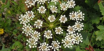 Anason (2 gr) seminte planta aromatica si medicinala, Florian