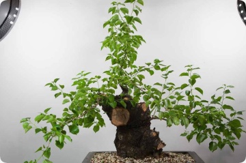 Bonsai Visin Turcesc (30 seminte) Bonsai Mahaleb Cherry - Prunus ...