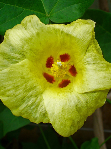 Bumbac ornamental (5 seminte) planta perena flori galbene, Toraf