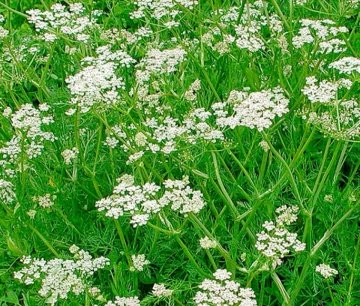 Chimion Medicinal (1 gr) seminte plante medicinale si aromatice chimion ...