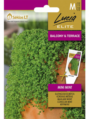 Corsican Mini Mint (20 seminte) seminte de menta mini, planta ...