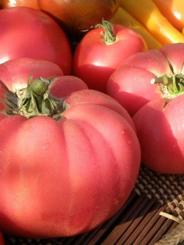 Gigant Roz Homestead (60 Seminte) de rosii mari soi semitimpuriu, Opal ...