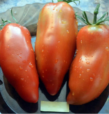 Hugo (100 seminte) de rosii mari lunguete in forma de ardei ...