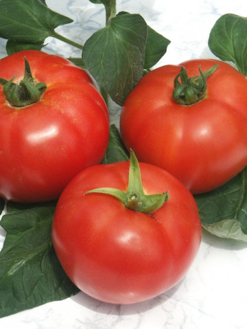 Kalina F1 (1000 seminte) de rosii nedeterminate timpurii bulgaresti ...