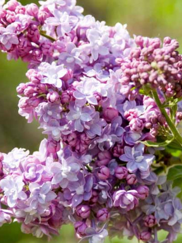 Liliac President Fallieres, arbust ornamental cu inflorescente bogate ...