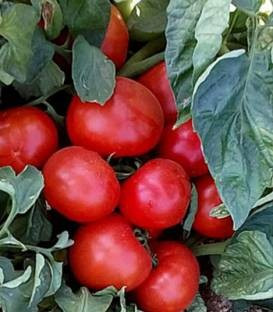 Lojain F1 (1000 seminte) rosii ce ofera productie ridicata de marime ...