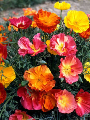 Mac Californian sau Esoltia (0.2 gr) seminte de flori de mac duble sau ...