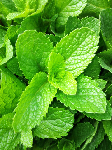 Menta (0,10 grame) planta perena, aromatica, Agrosel