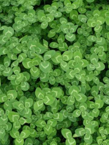 Microtrifoi Pipolina (0,5 kg) seminte de trifoi alb pitic, Amia