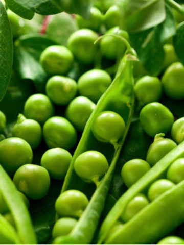 Oltena (35 grame) mazare pastai lungi, gust placut, Agrosel