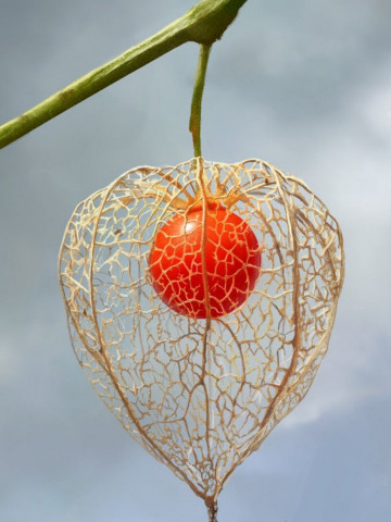 Papalau (0.1 gr) seminte de Physalis cu fructe rosii-portocalii ...