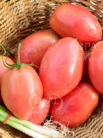 Pinky Fen (1500) Seminte de Rosii Roz pentru prelucrare si conservare ...