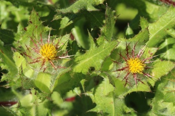 Schinel (50 seminte) St. Benedict's thistle - Cnicus Benedictus, planta ...