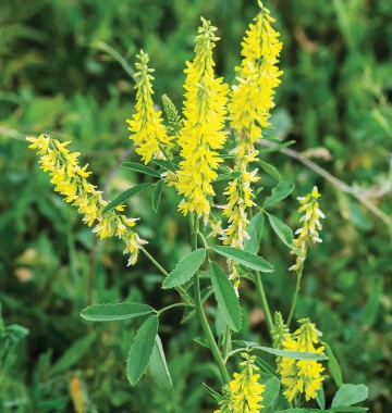 Sulfina Galbena (100 gr) seminte planta anuala medicinala si melifera ...