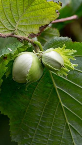Alun Uriasa de Halle, pom fructifer alun, cu fructe foarte mari, cu ...