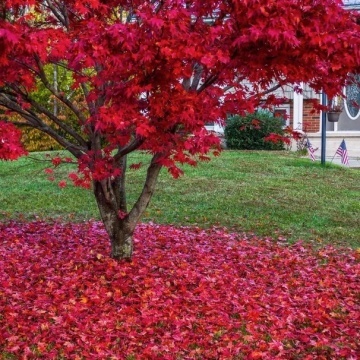 Artar Rosu (20 seminte) Red Maple - Acer rubrum, arbore decorativ ...