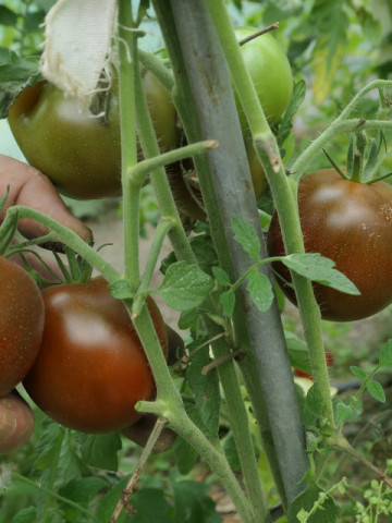 Black Dragon (40 seminte) rosii negre de culoarea mahonului ...