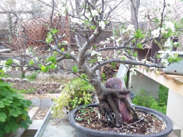 Bonsai Visin Turcesc (30 seminte) Bonsai Mahaleb Cherry - Prunus ...