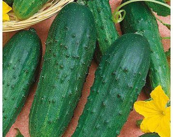 Castraveti cornison IRA F1 (300 seminte) de Castraveti Hibrid Timpuriu ...