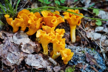 Ciuperca Cantharellus cibarius (10 g) miceliu de ciuperca de padure ...