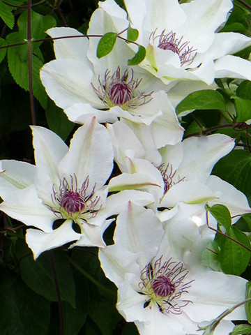 Clematite Matka Urszula Ledochowska (1.5 m in ghiveci de 2 L), tufa ...