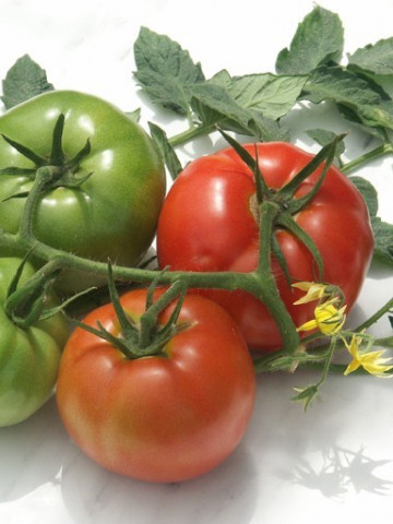 KOM F1 - 1 gr - Seminte de Rosii Bulgaresti Profesionale pentru Cultura ...