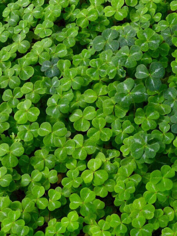 MicroTrifoi alb pitic (500 gr) seminte de trifoi alb pitic Nanissimo ...