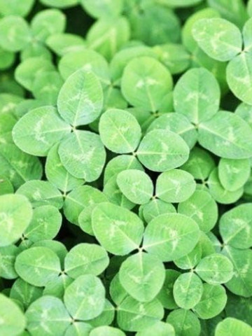 MicroTrifoi alb pitic Nanissimo (1 kg) Seminte de Trifoi Alb pitic de ...