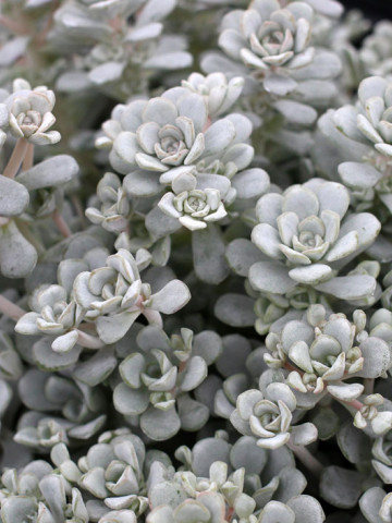 Sedum Cape Blanco (ghiveci 1 L), planta suculenta vesnic verde, frunze ...