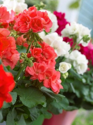 Seminte Muscata Mix (0,05 g) seminte de flori muscata mix, City Garden