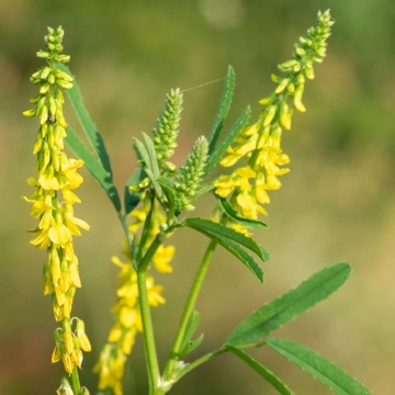 Sulfina Galbena (100 gr) seminte planta anuala medicinala si melifera ...