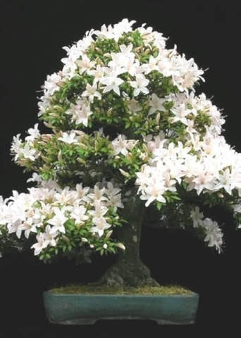 Bonsai Visin Turcesc (30 seminte) Bonsai Mahaleb Cherry - Prunus ...