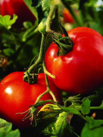 Buzau 47 (300 seminte) rosii, semitimpuriu, Agrosel