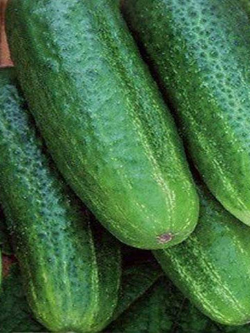 Castraveti cornison Restina F1 (300 seminte) de Castraveti cornison ...