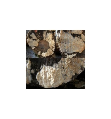Ciuperca pentru descompunerea trunchiurilor de copaci si compostare (10 ...
