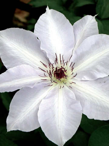 Clematite Halina Noll (ghiveci 2 L), tufa ornamentala cataratoare ...
