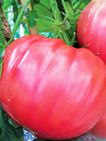 Gigant Roz Pink Brandywine (130 seminte) rosii roz tip gigant Beef, de ...