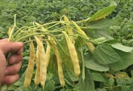 Golden Mary (80 gr) seminte de fasole urcatoare galbena lata, soi ...