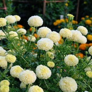 Kilimanjaro (600 seminte) Craite Africane flori mari alb-crem, Seklos