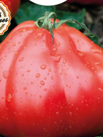 Seminte Rosii Crete - Seminte1