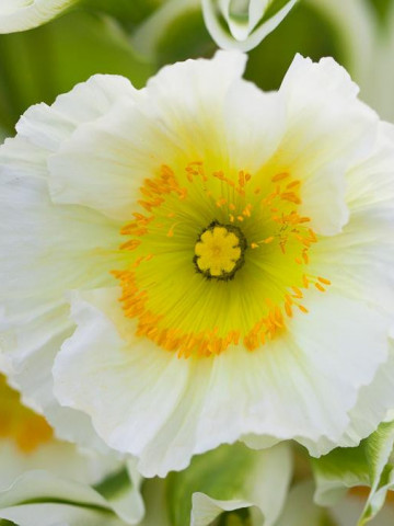 Mac Alb Bridal Silk, seminte de Mac alb, Vilmorin