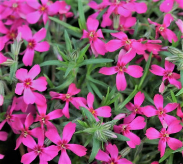 Phlox subulata Atropurpurea (in ghiveci de 1 L), rasad de brumarele ...