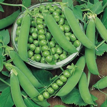 Premium (40 gr) seminte mazare extra-timpurie, boabe mari, randament ...