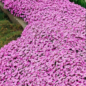 Rosea Alpine Rockcress (850 seminte) flori roz, perene, formeaza covor ...