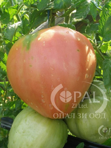 Rosii Gigant Inima de Bivol Roz (0.2 gr), soi nedeterminat, foarte ...